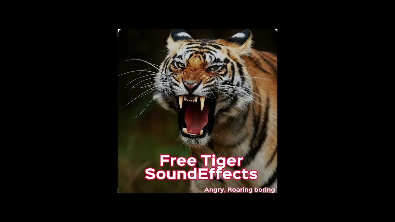 Tiger sound effects (roar) No copyright - YouTube