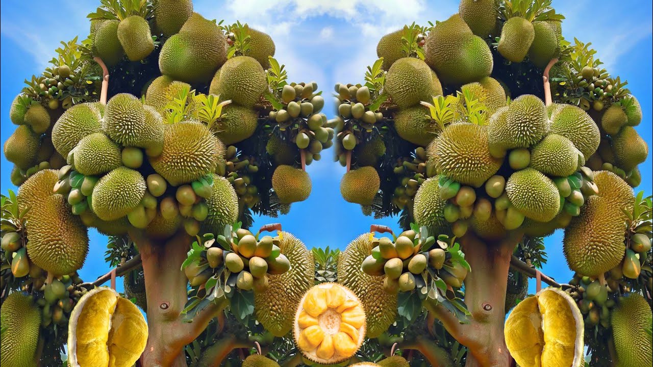 Unique Skill for Growing Jackfruit with Durian fruit/How To Grow ...