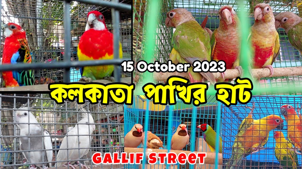 Recent Week Exotic Bird Price Update | Galiff street pet Market | 15/10 ...