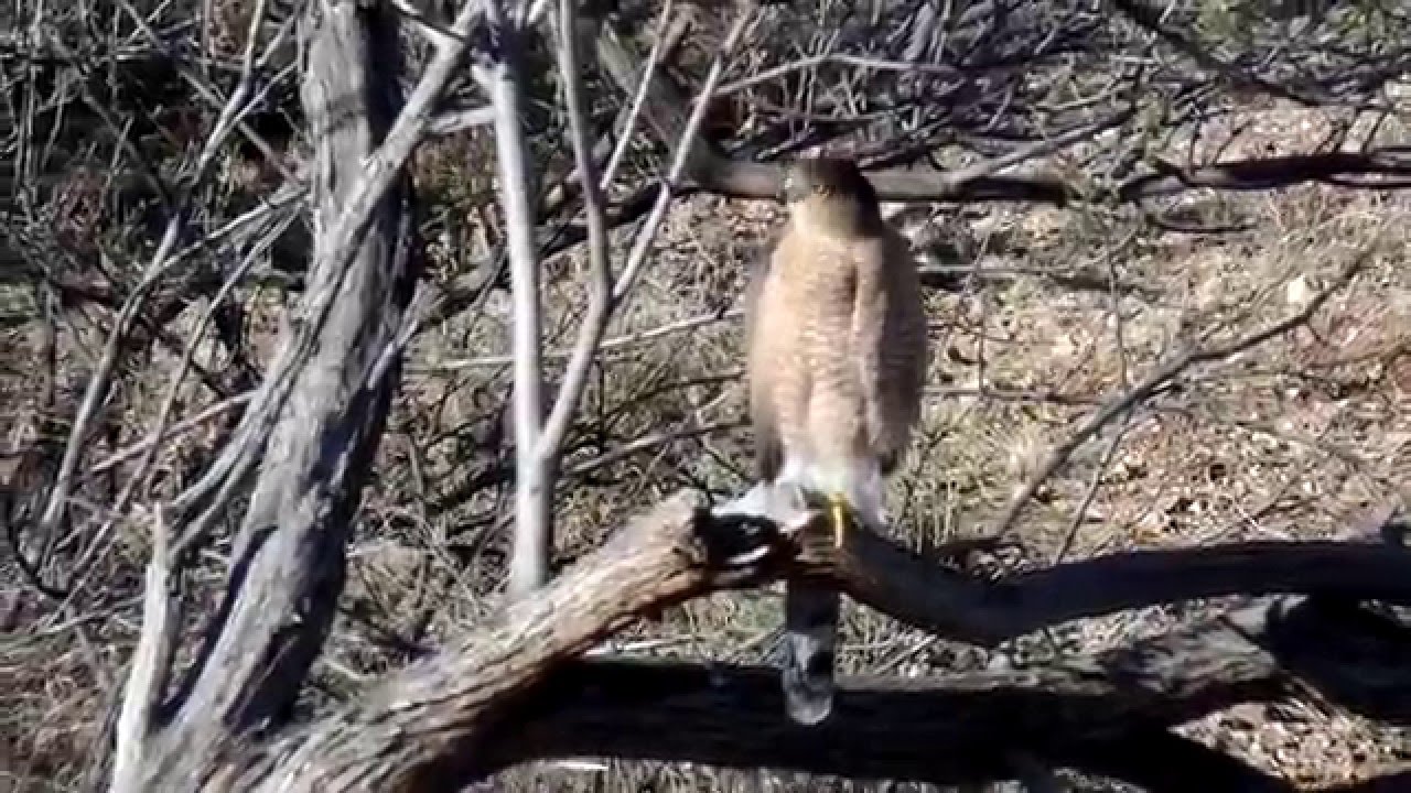 Sharp Shinned Hawk(?) - Arizona desert - YouTube