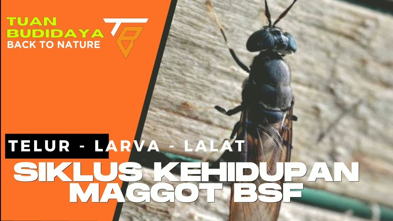 Siklus Kehidupan Budidaya Maggot BSF | Lalat - Telur - Larva | #2 - YouTube