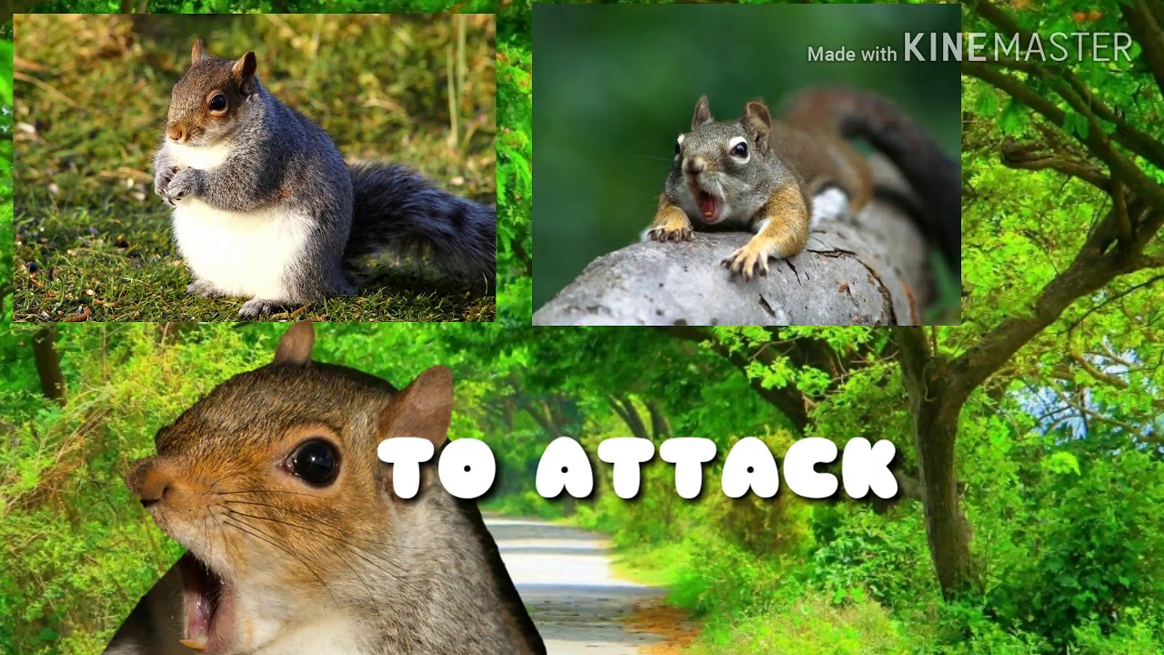 Squirrel POWER - YouTube