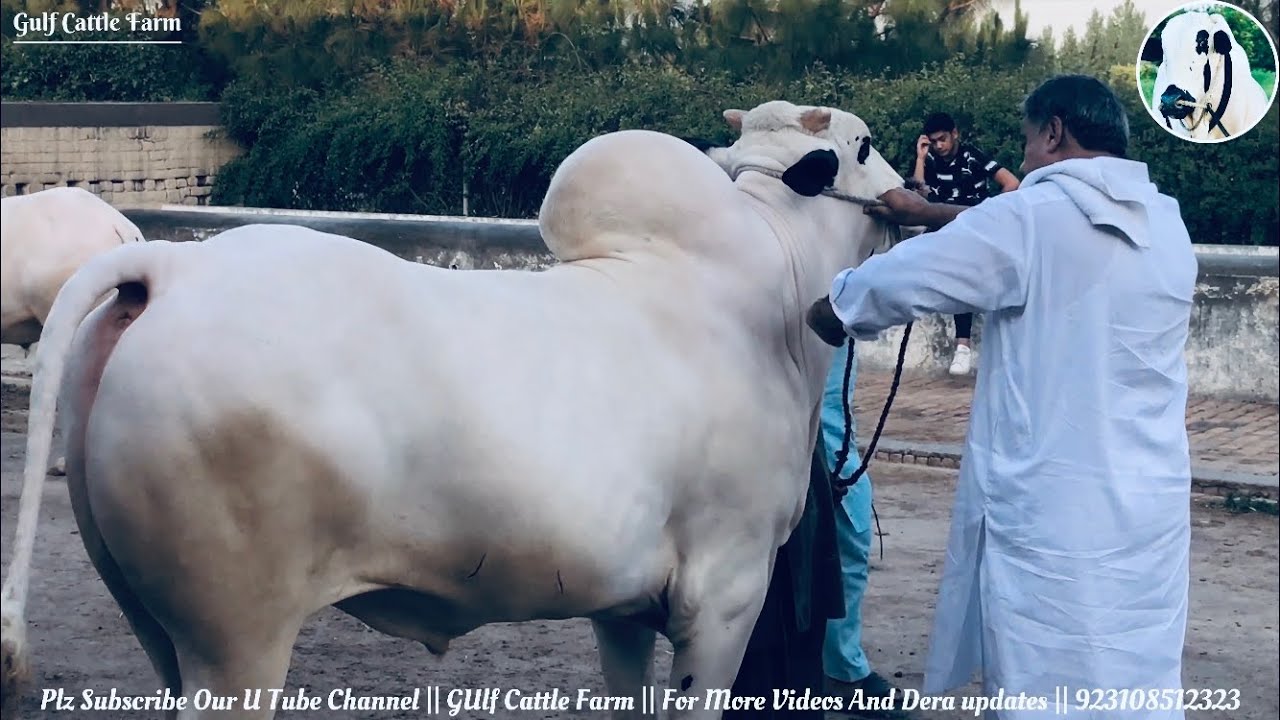 Heavy Dhani Bulls Only On Gulf Cattle Farm || Must Visit And Book Your ...