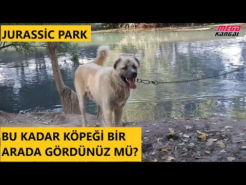 BURASI KÖPEK PARKINDAN ÇOK JURASSİC PARK'A BENZİYOR / Turkish jurassic park
