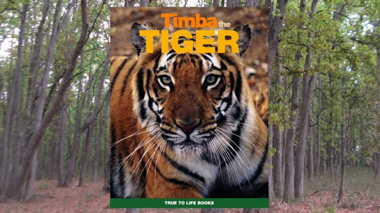 Timba The Tiger Adventures - YouTube