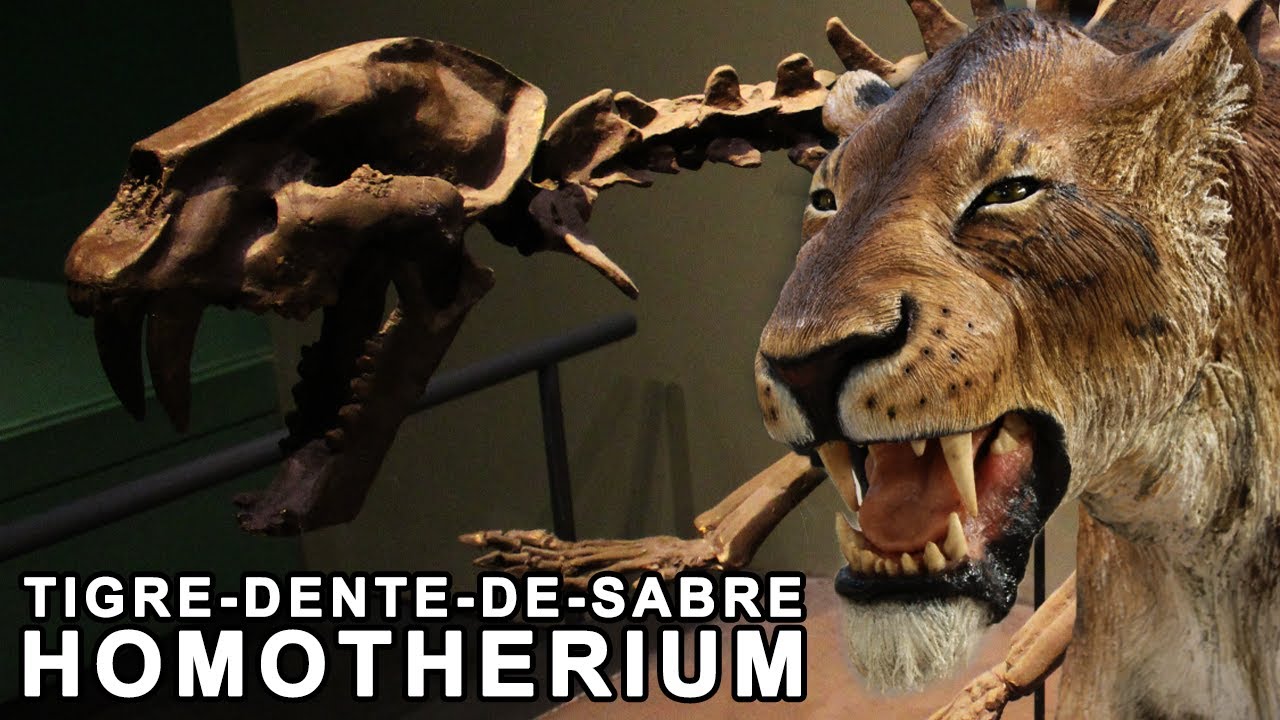 Homotherium Venezuelensis