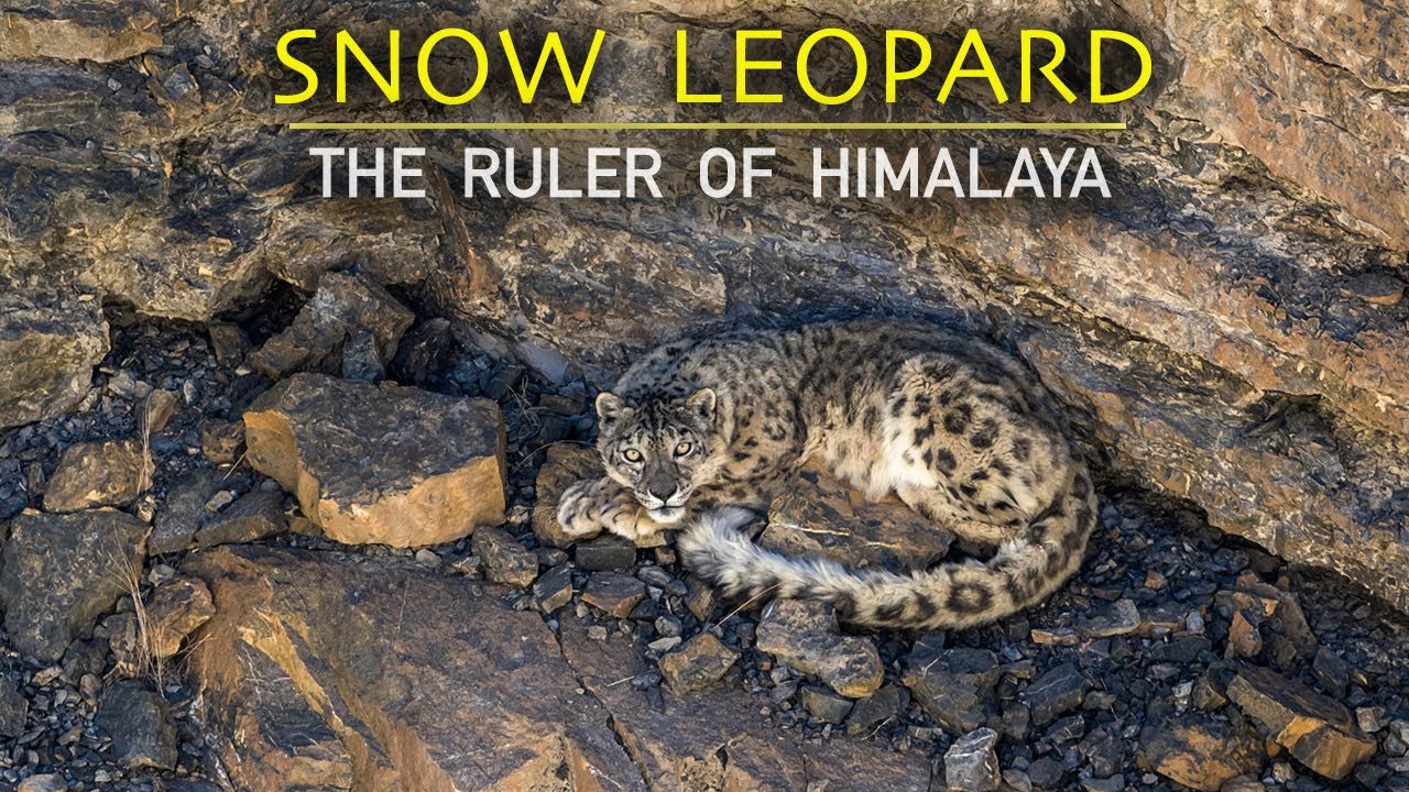 Snow Leopard | The Ruler Of Himalaya | Spiti Valley - YouTube