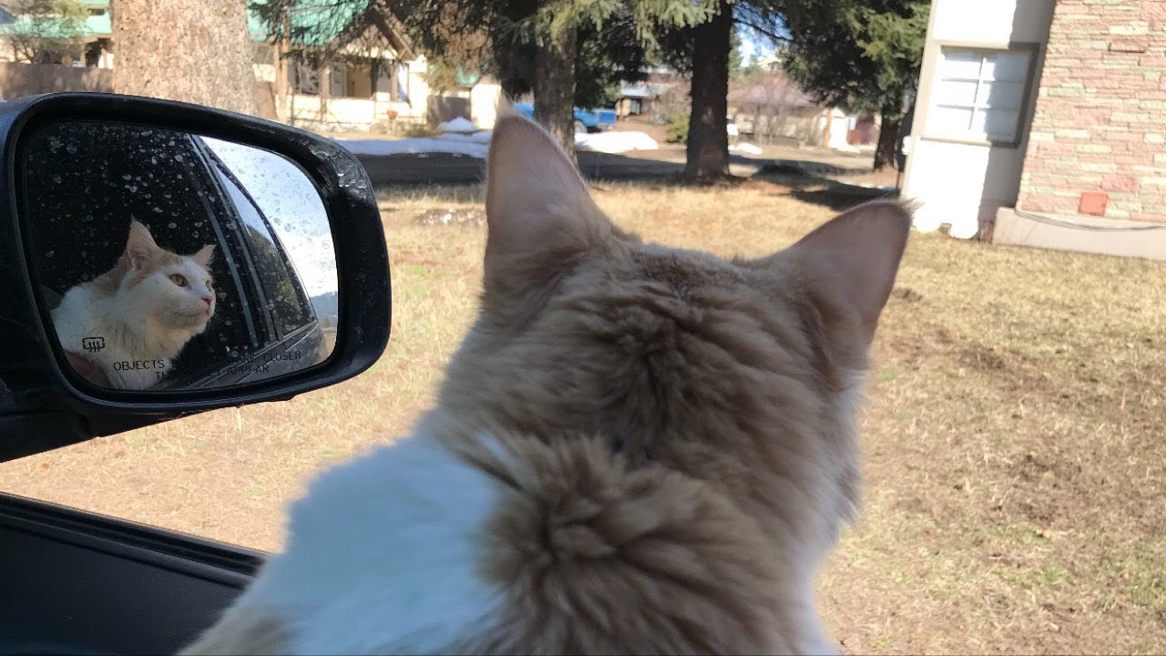 Cat loves car rides - YouTube