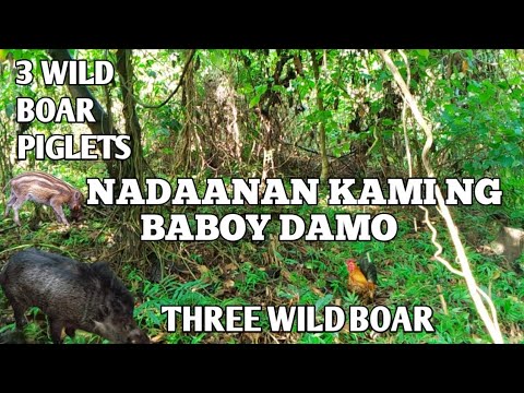 Vlg186 | Ibat - Ibang uri ng Hayop ang Makikita mo Sa kagubatan ! | San ...