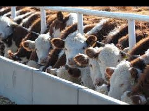 AMT Livestock & Grain Overview - 5 February 2019 - YouTube