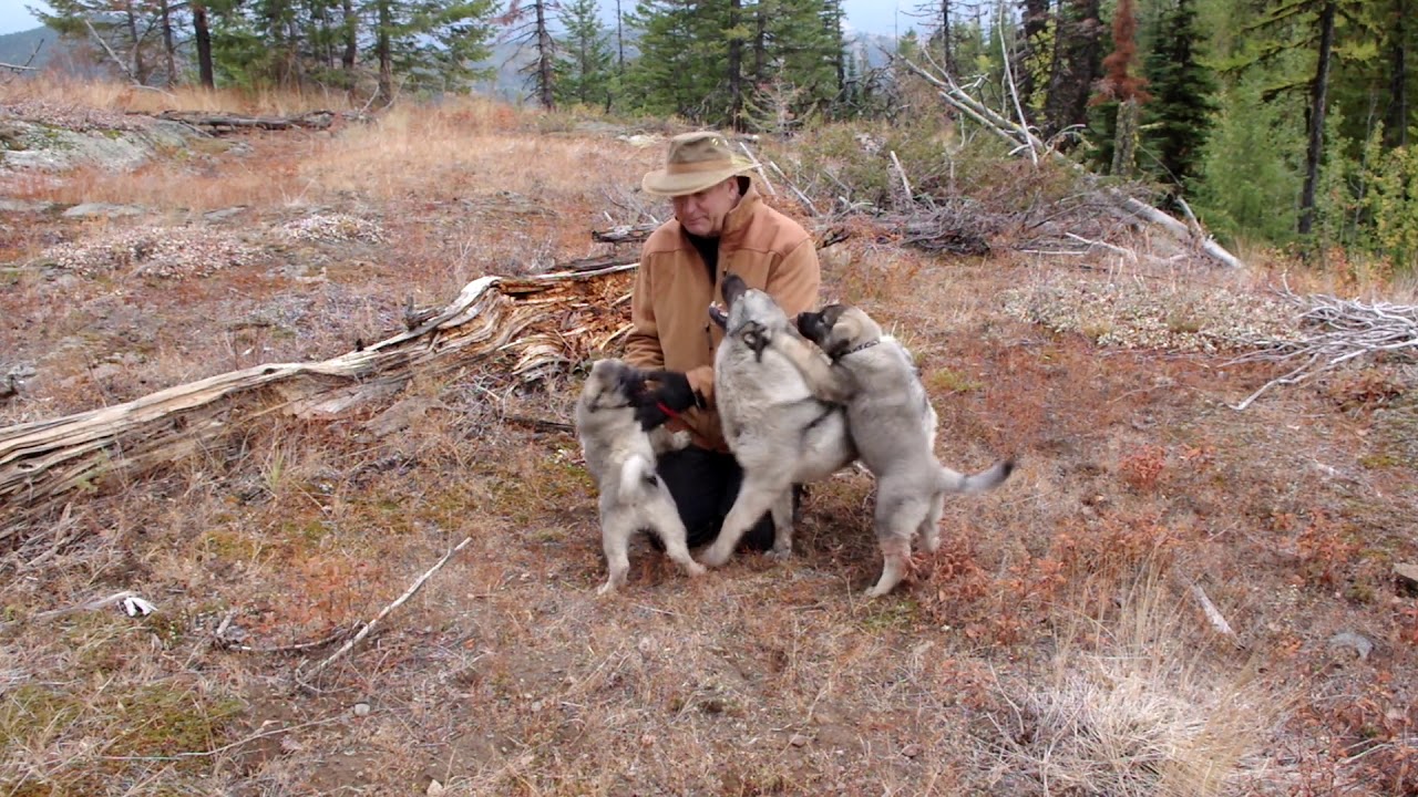 3 Male Norwegian Elkhounds - Leif, Timber, and Thor - YouTube