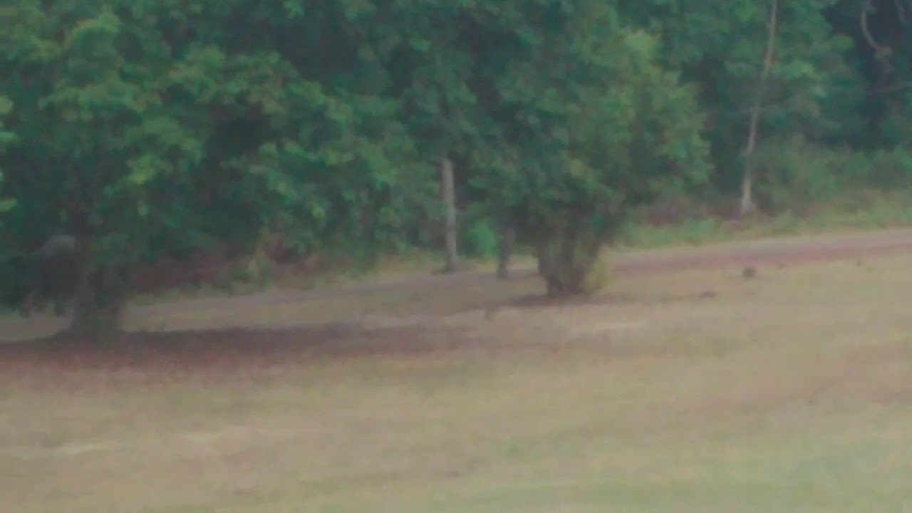 Rabi au gabon - YouTube