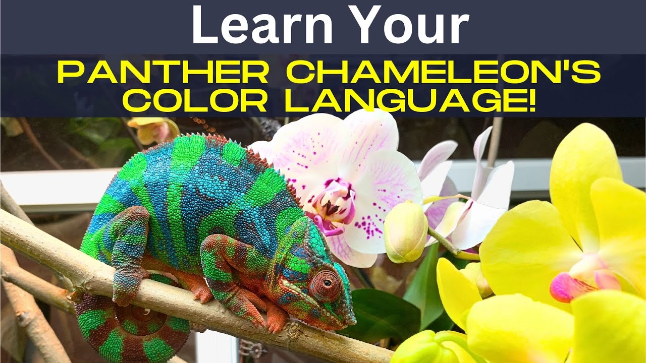 Your Panther Chameleon's Color Language! - YouTube