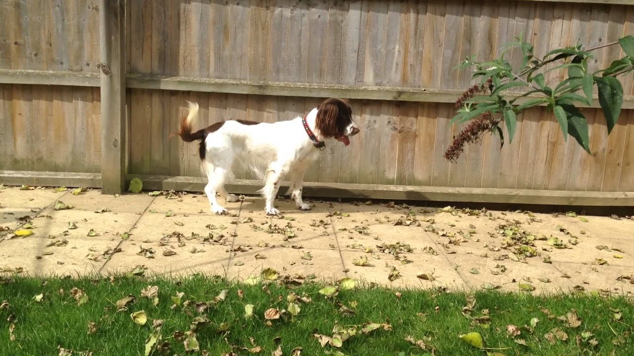 OCD - (Obsessive Compulsive Dog) - YouTube