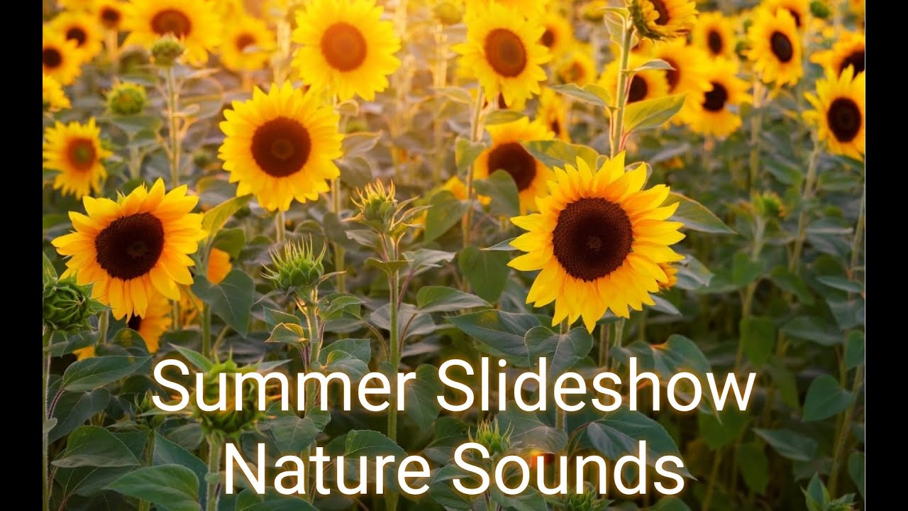 Summer 2020 Slideshow - Relaxing Nature Sounds (1 HOUR) by Jigsaw ...