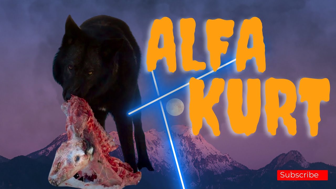Dev Siyah Kurt Belgeseli - YouTube