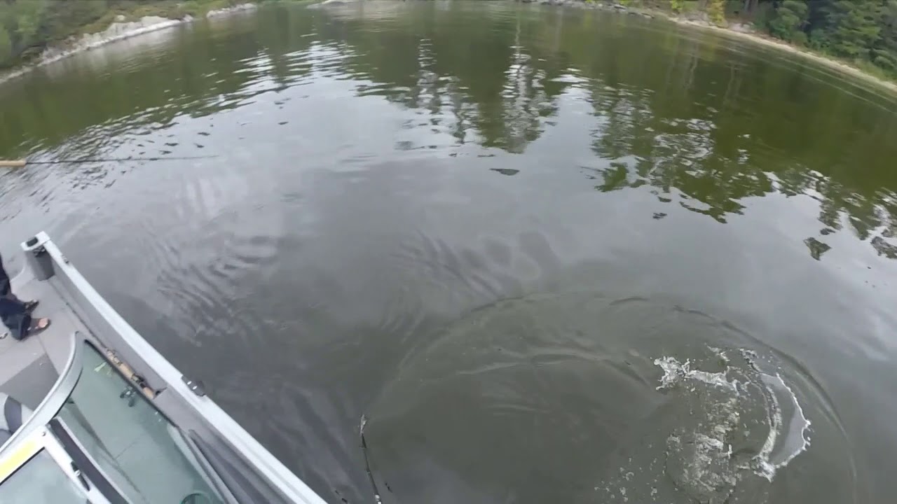 Musky Fishing Net Fail - YouTube