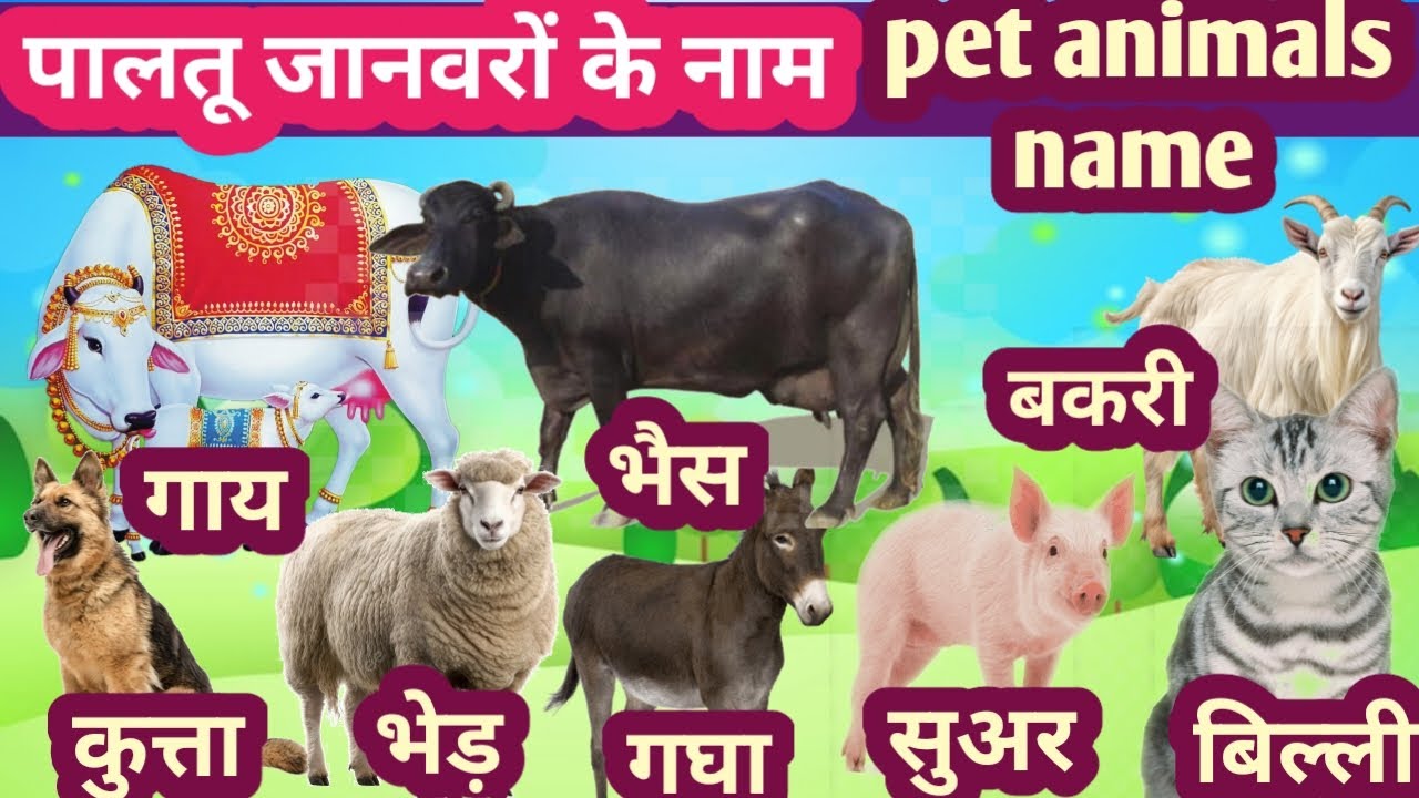 animals name,पालतू जानवरों के नाम, Domestic animals name,pet animals ...