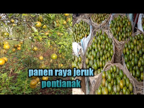 PANEN JERUK PONTIANAK YG SANGAT MANIS. - YouTube