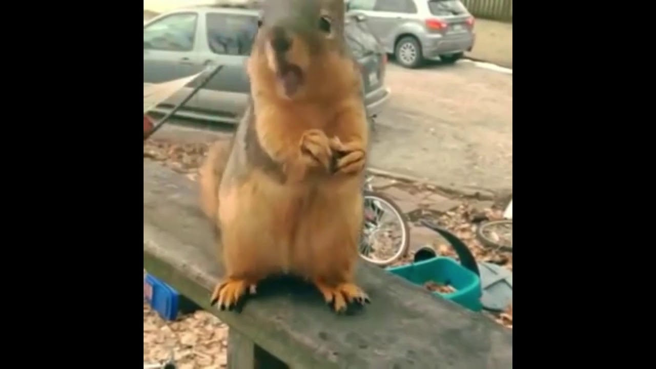 Fat Squirrel Meme | Very fun - YouTube