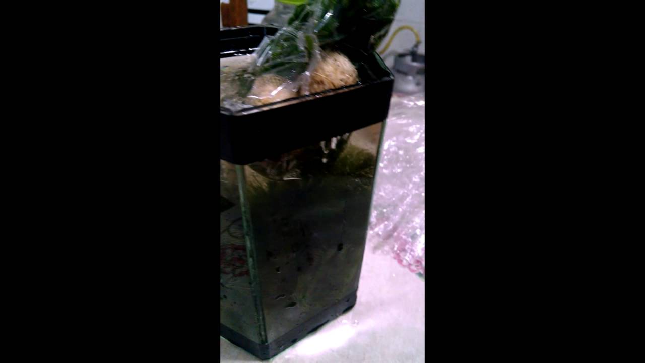 Vida de Peixe - Plantas elodea e cabomba - YouTube