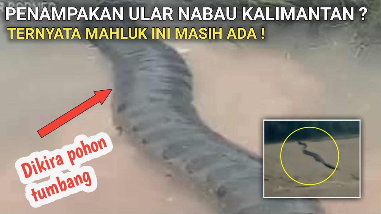 BIKIN GEGER !! PENAMPAKAN ULAR PENUNGGU HUTAN KALIMANTAN TERLIHAT JELAS ...