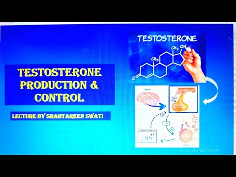 Testosterone Production (in Testis Leydig Cells) & Control Lecture ...
