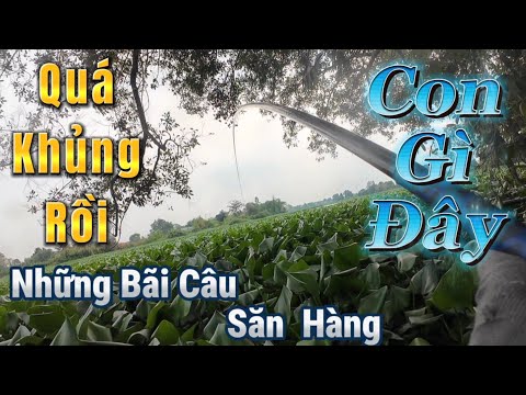 Đụng Thủy Quái Hạng Nặng Chia Sẻ Những Bãi Câu Săn Hàng Câu Nhấp Câu Nhóng (Video 60) Cực Phê