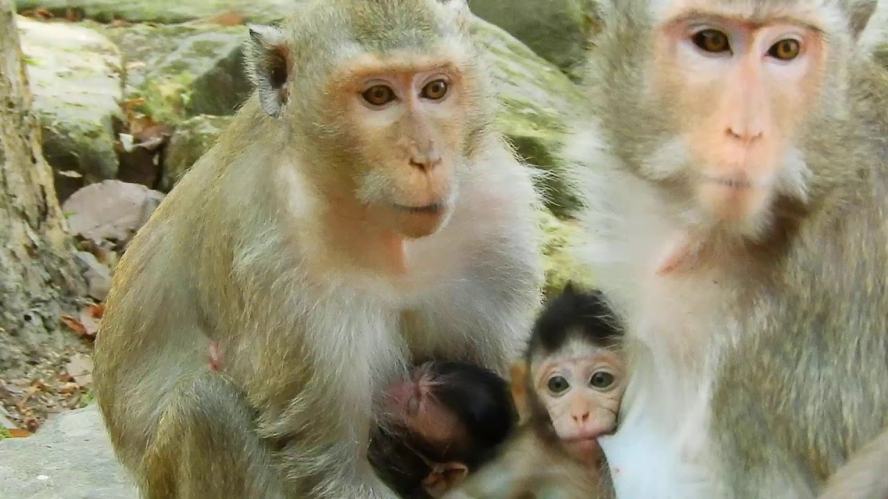 Lovely Blacky monkey, warm Care her little baby Bavin - YouTube