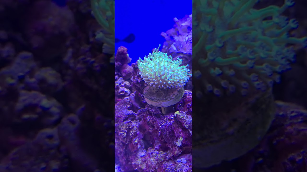 beginner reef marine tank. corals, fish, new - YouTube