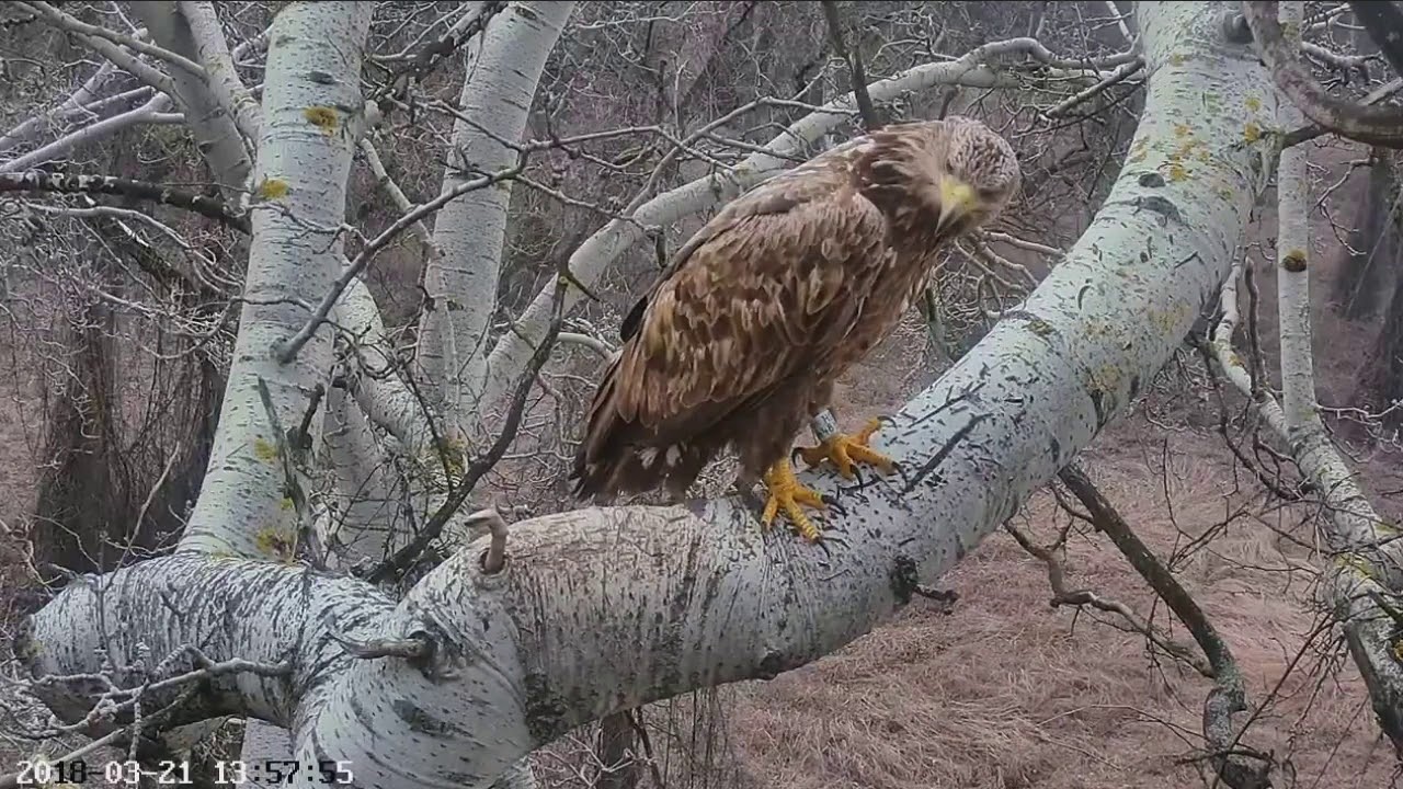 Rétisas fészek DINPI 2018.03.21. 13:55 idegen sas a fészeknél - YouTube