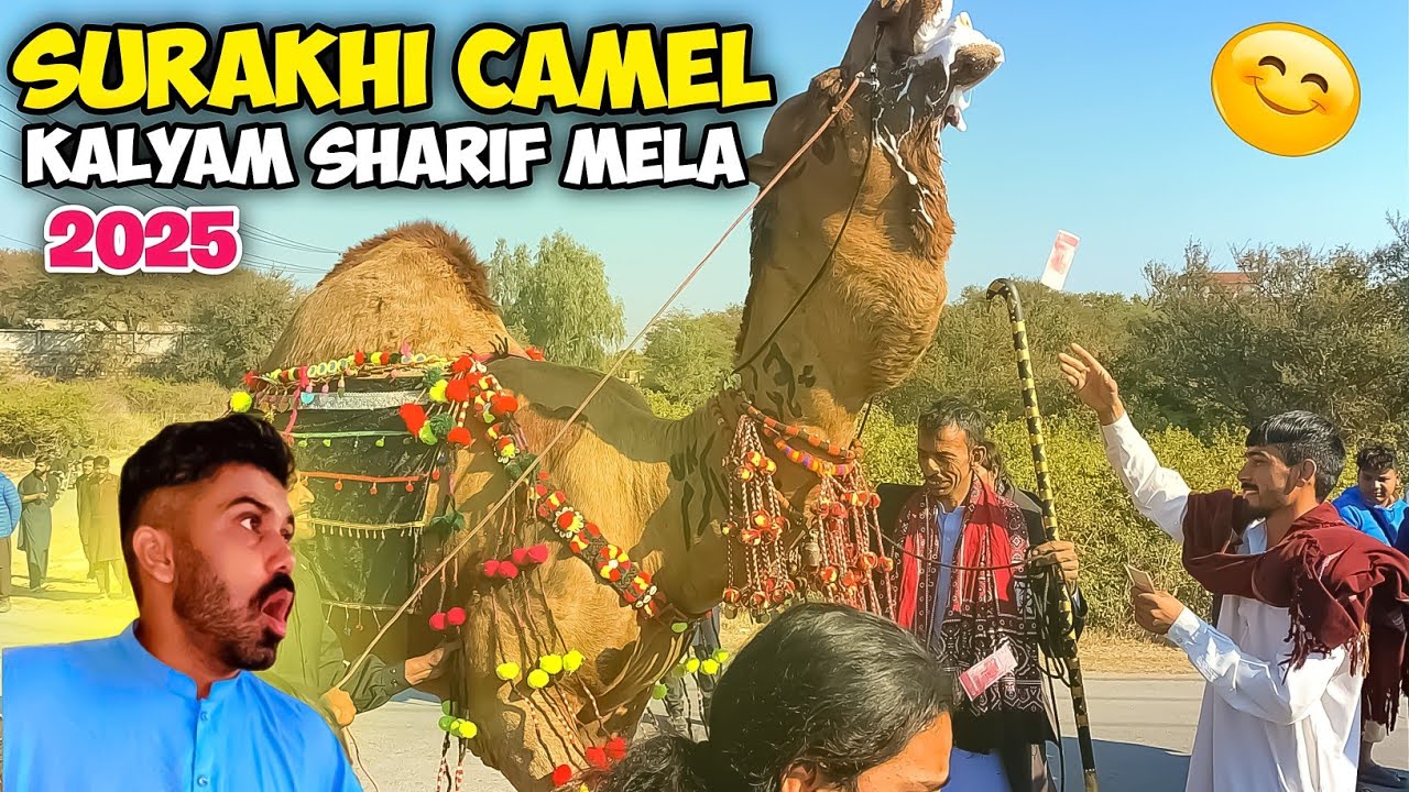 Surakhi camel mela dance |kalyam sharif mela 2025 |Baba Fazal shah ...