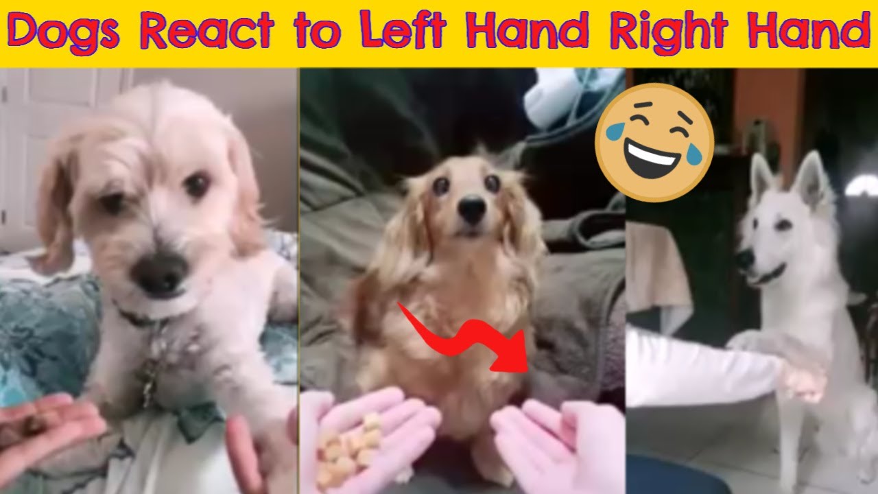 🐶Funny Dogs React to Owners doing the Left Hand Right Hand Tik Tok ...