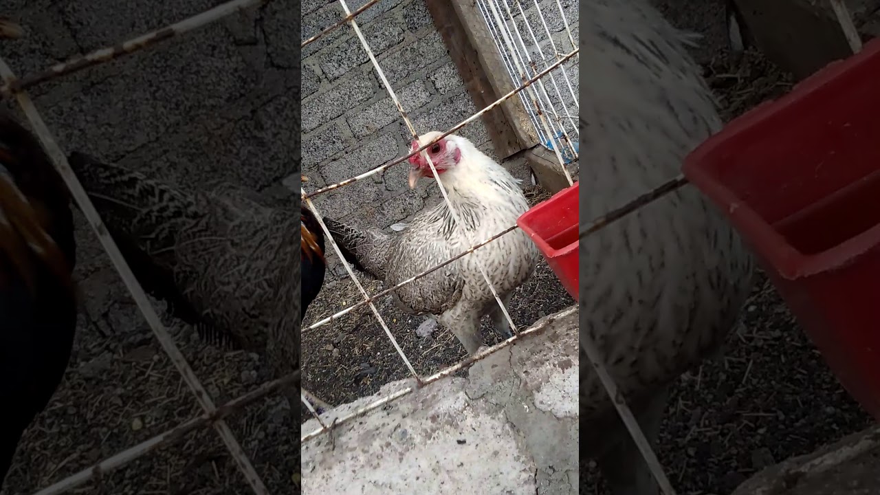 Gallo Sweater puro,Gallina Clemen,Gallina Albany Kelso,gallina brownred ...