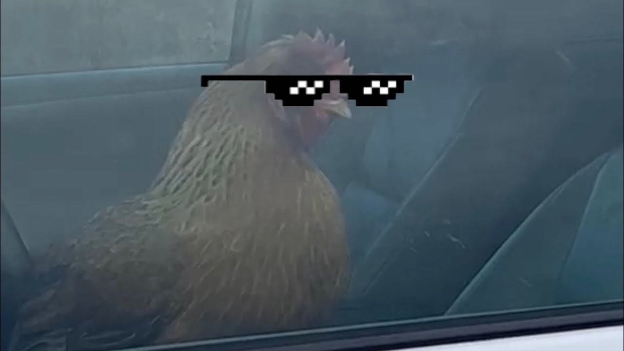 Gangsta Chicken - YouTube