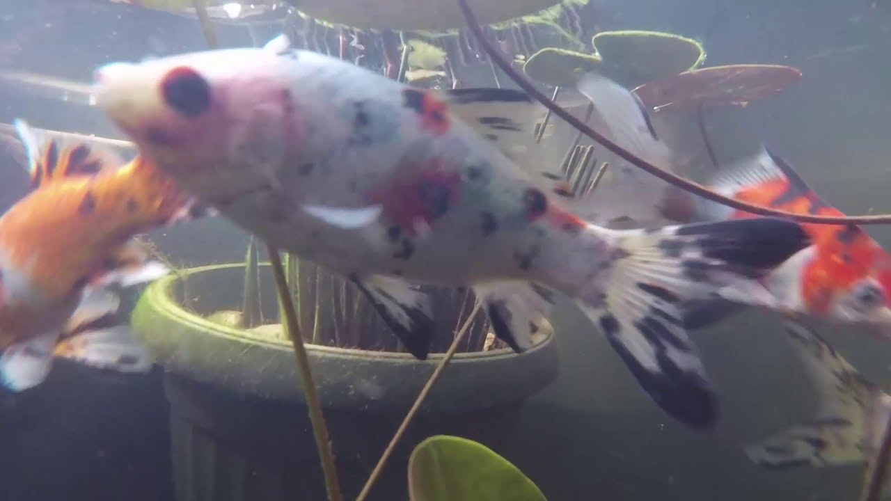 Feeding Shubunkin in the pond - YouTube