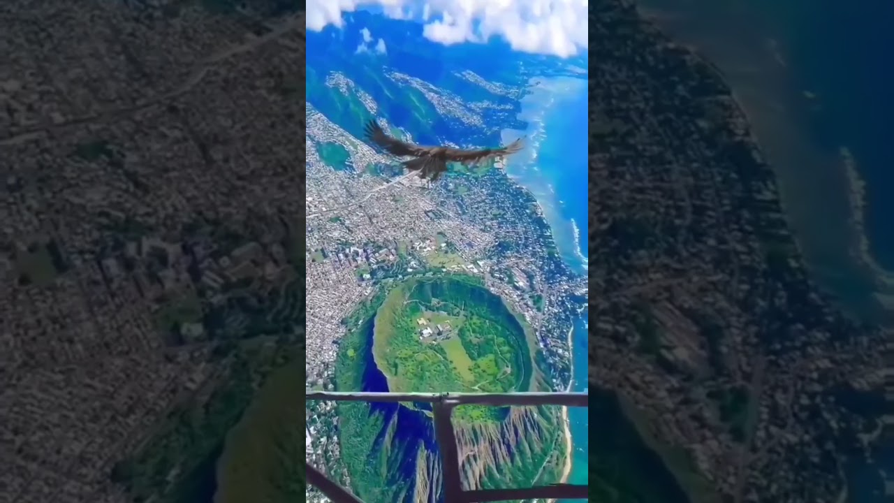 Ariel view flying Bird #nature #shorts #ats #viral - YouTube