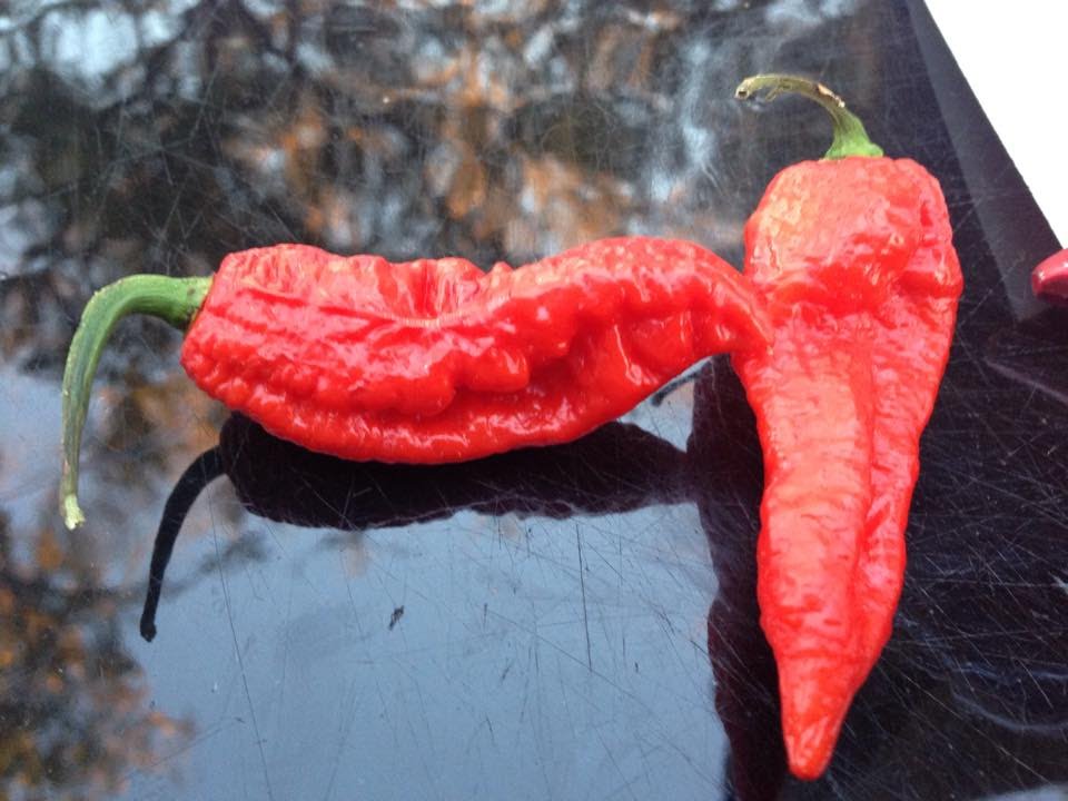 Bengal Naga x Jays Red Ghost Scorpion / Flesh vs Fire Series by Bishop Brad - YouTube