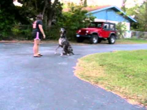 After work comes play for Callahan the Great Dane - YouTube
