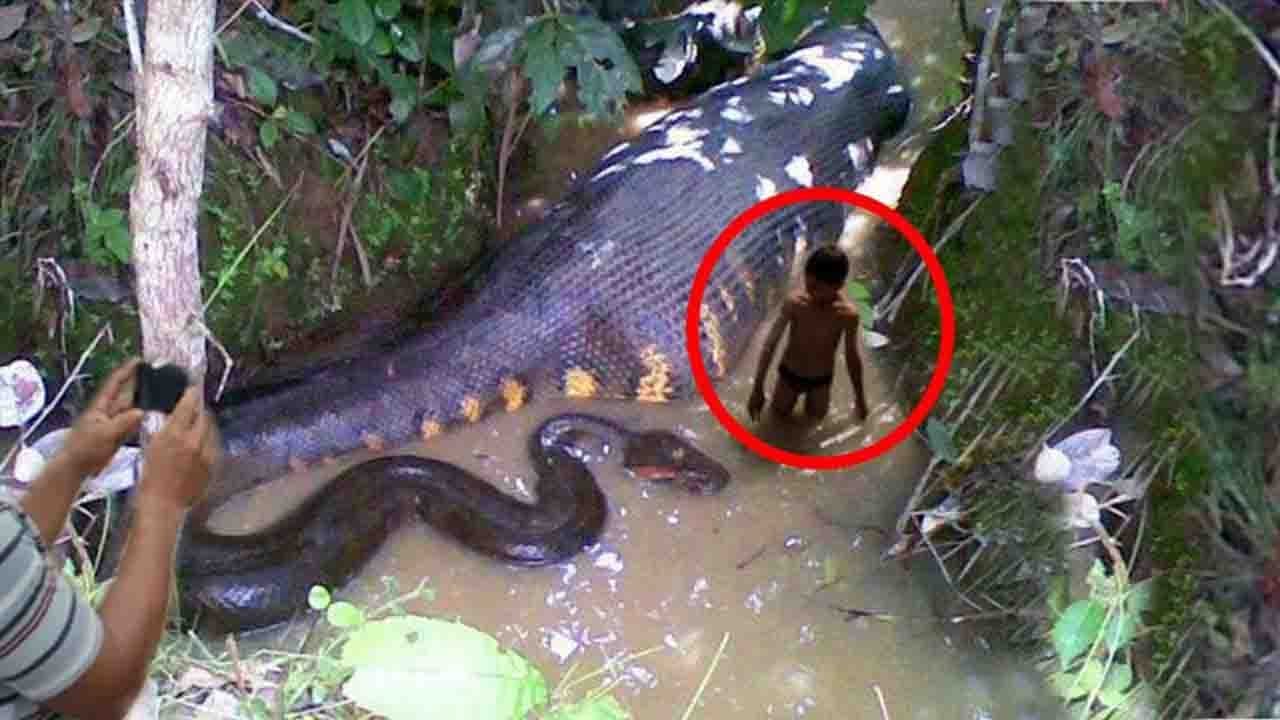 BIKIN MERINDING!! Inilah Penemuan Ular Piton Raksasa Yang Meresahkan ...