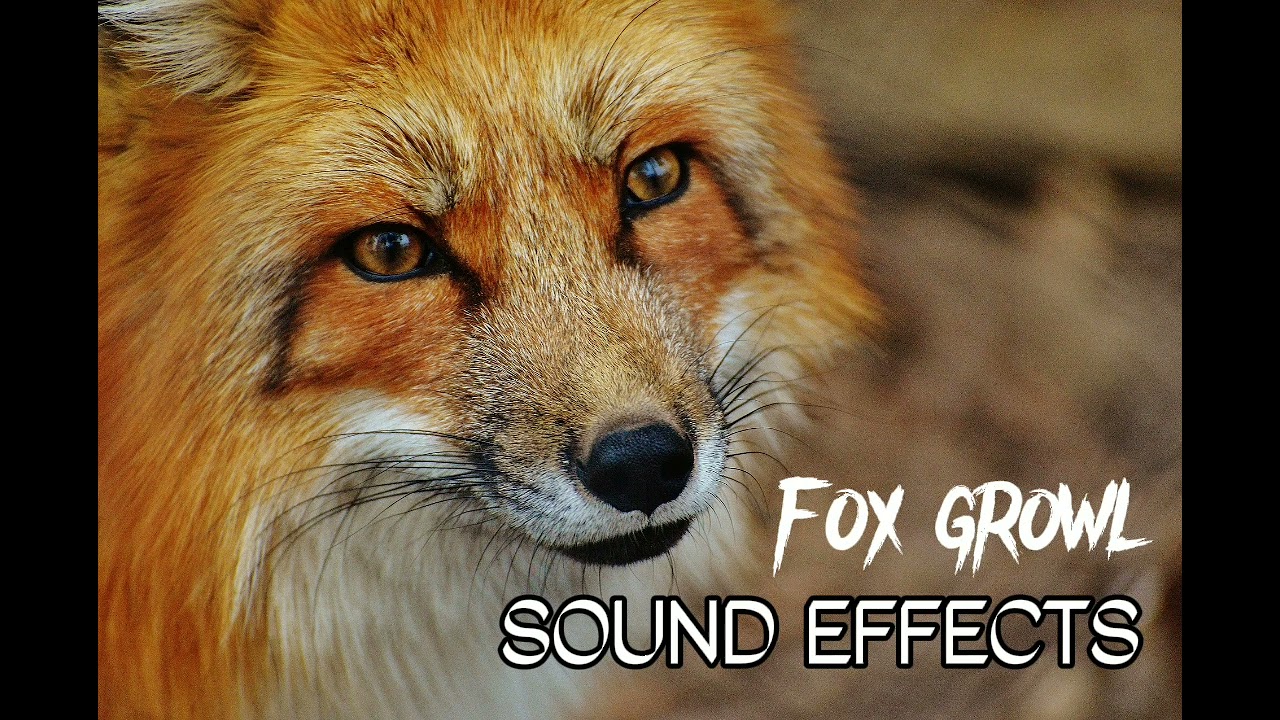 FOX GROWL - [SOUND EFFECTS] #soundseffect #sound #soundseffect - YouTube