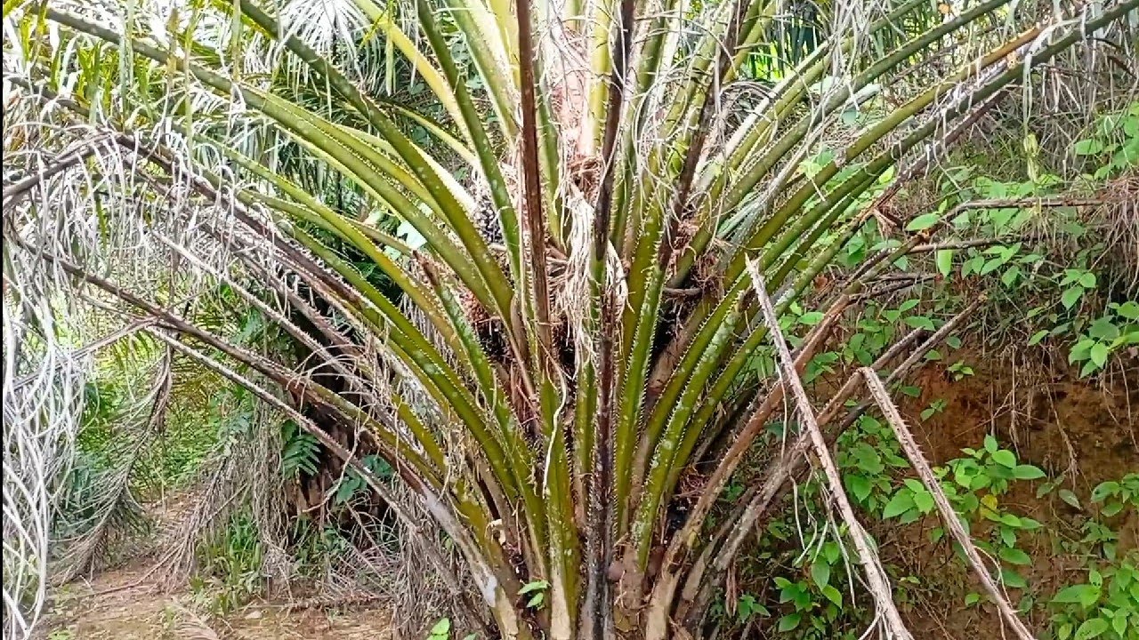 sudah seperti pokok liar tidak ada pemiliknya - YouTube