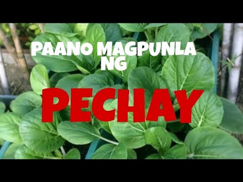 Paano mag Punla ng Pechay?how to germinate pechay seeds.