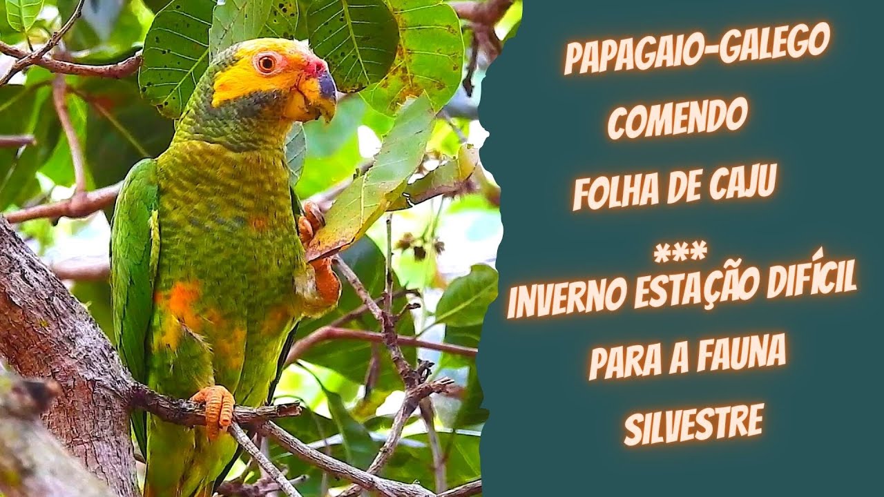 Canto do PAPAGAIO-GALEGO (ALIPIOPSITTA XANTHOPS), YELLOW-FACED PARROT ...