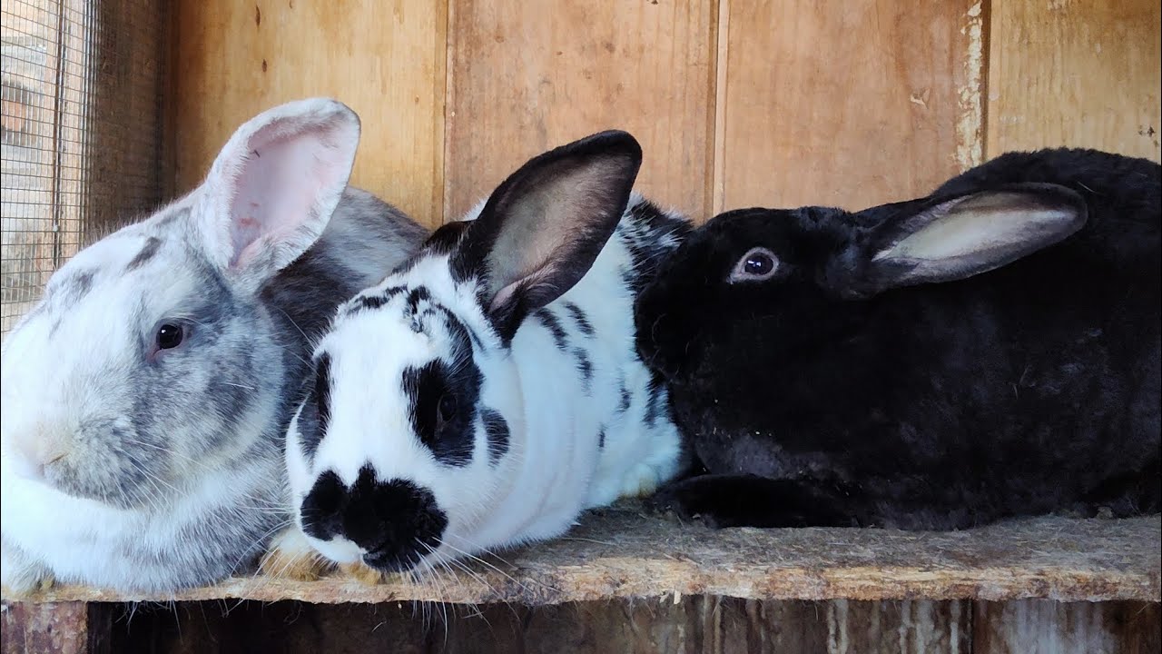 Giant Rex Project Update: Breeding F1's #rabbit #rabbitfarming # ...