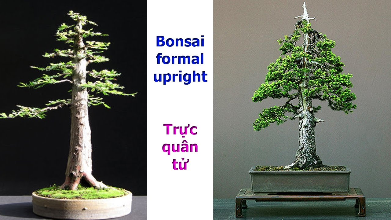 Bonsai formal upright collection - YouTube