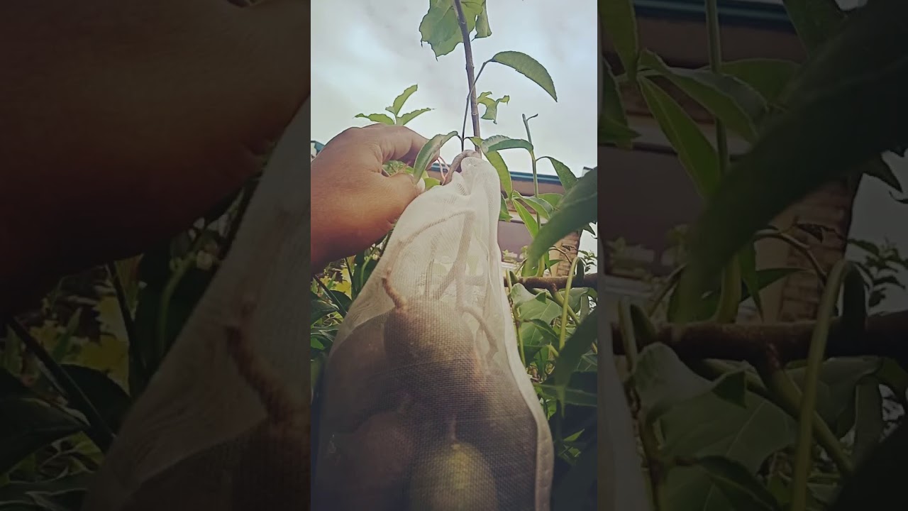Ambarella Fruit or Manguelas. - YouTube