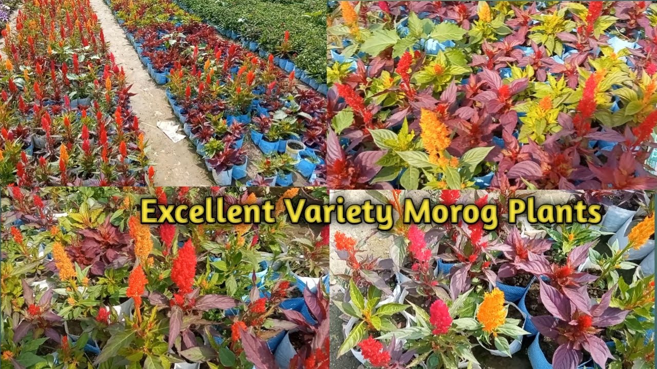 Morog Plant - YouTube