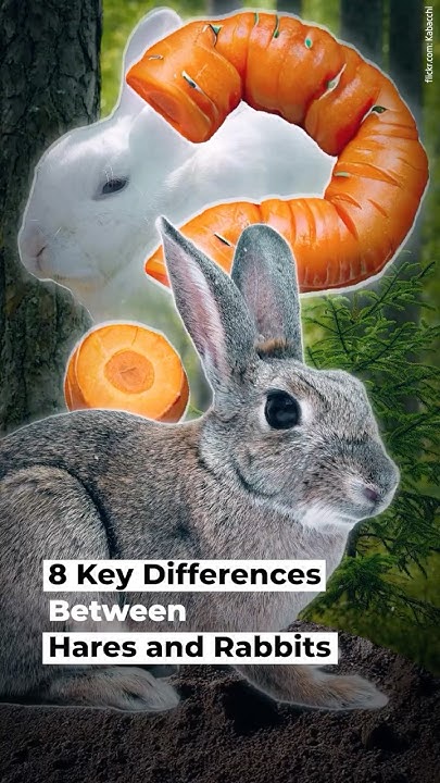 9 Key Differences Between Hares and Rabbits - YouTube