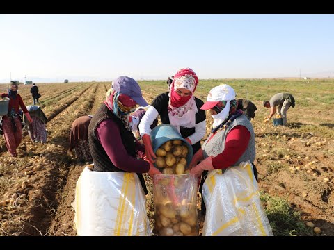 Niğde’de kışlık patates hasadı başladı